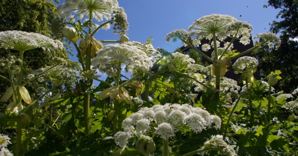 Pašvaldība pļauj latvāņus – iesaistīties aicināti arī zemju īpašnieki ...